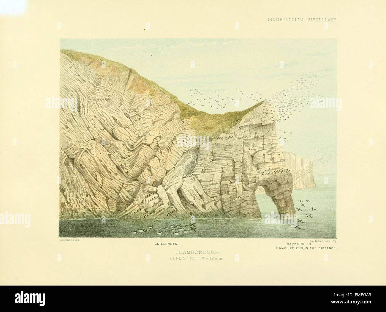 'Ornithological Miscellany' is a compilation of ornithological ...