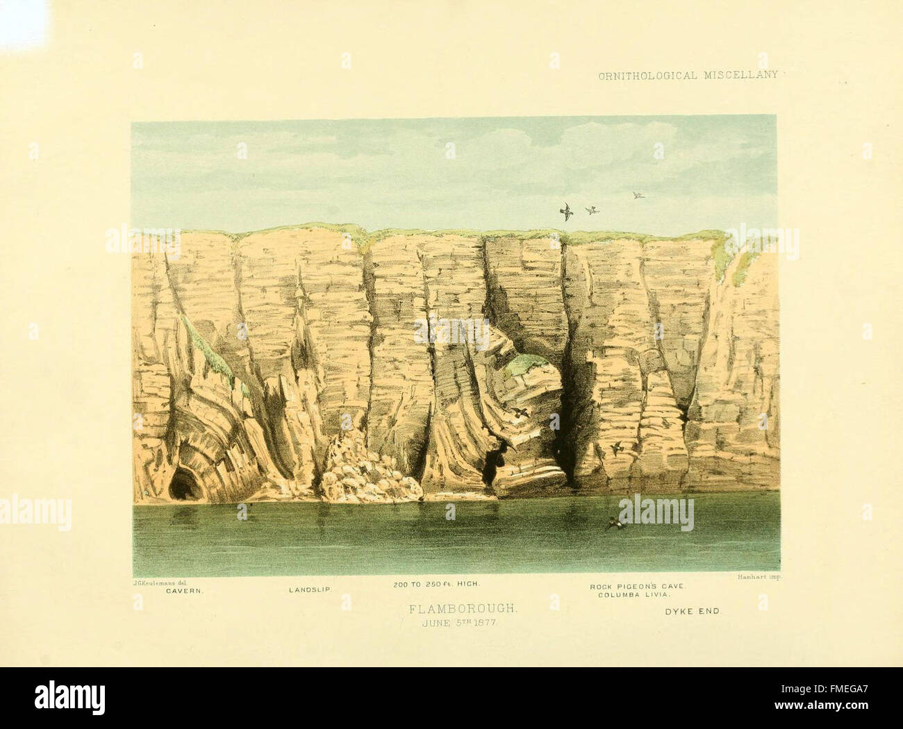 'Ornithological Miscellany' compiles various articles and illustrations ...