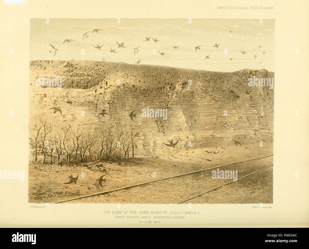 Work studies biology morphology hi-res stock photography and images - Alamy