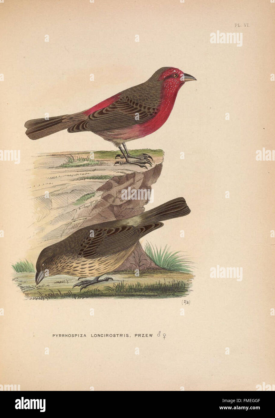 'Ornithological Miscellany' (PL. VI) is a collection of bird species ...