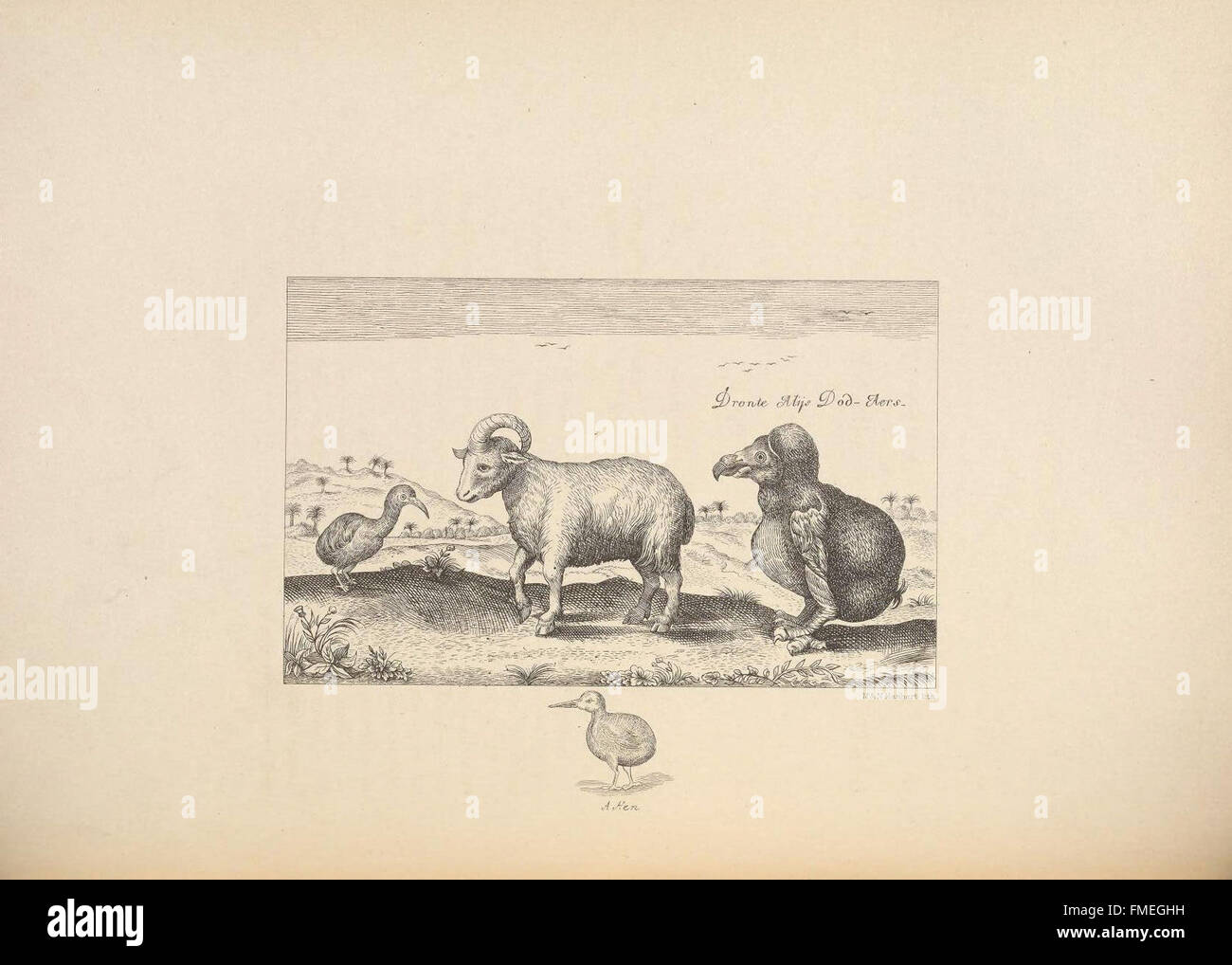 The 'Ornithological Miscellany' presents a collection of ornithological ...