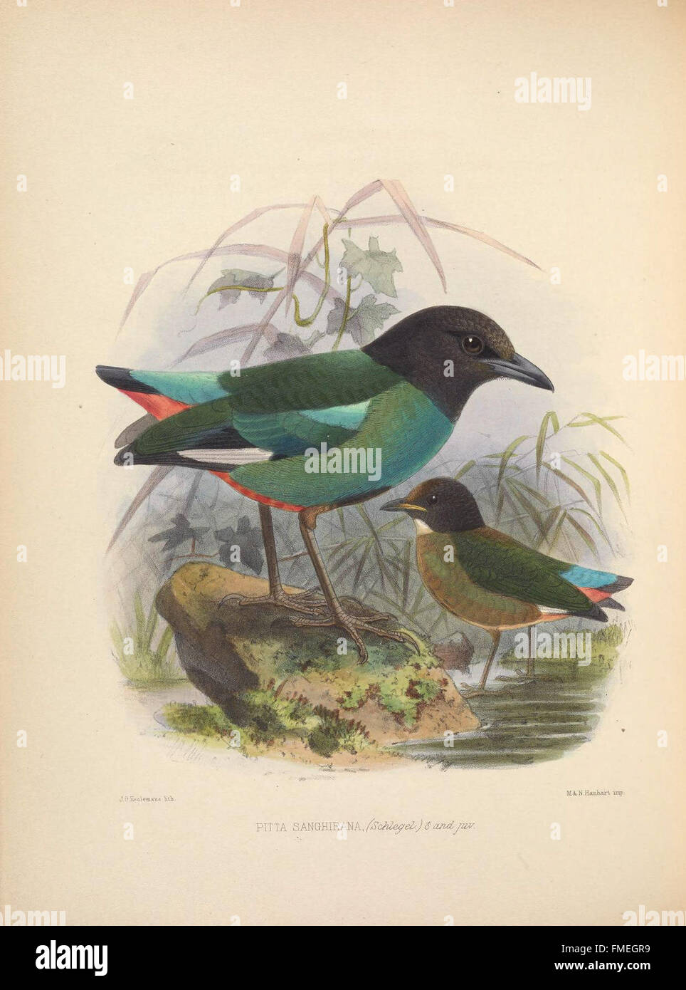 Plate 1 from the 'Ornithological Miscellany' presents a collection of ...