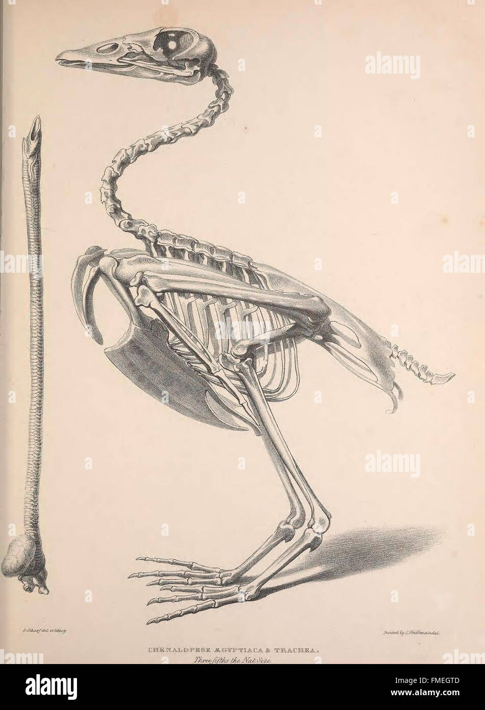 This work offers a detailed study of the skeletal structure of birds ...