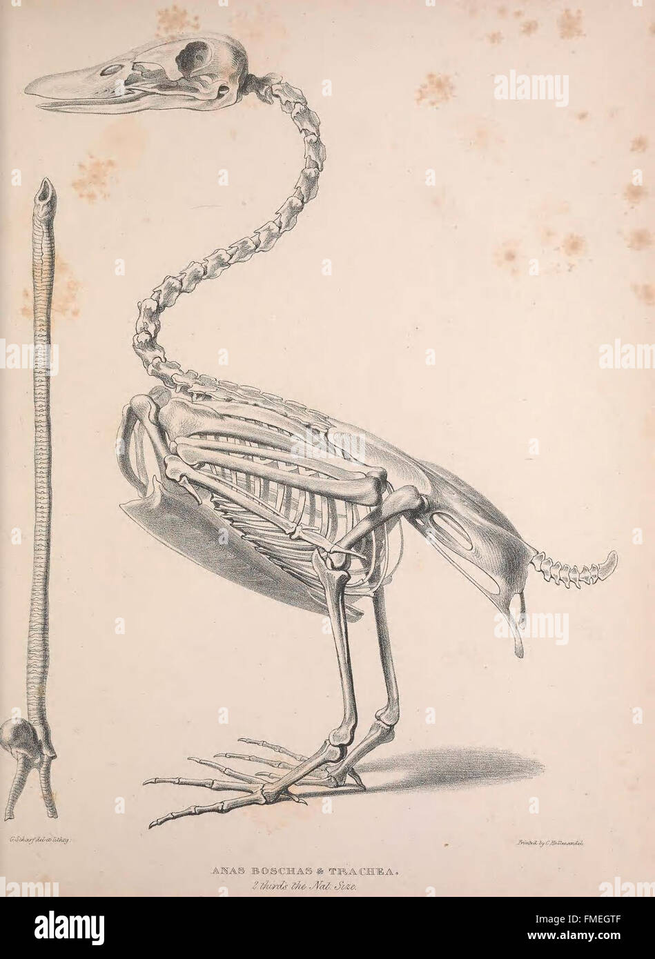 'Osteologia Avium' provides a detailed study of bird skeletal ...