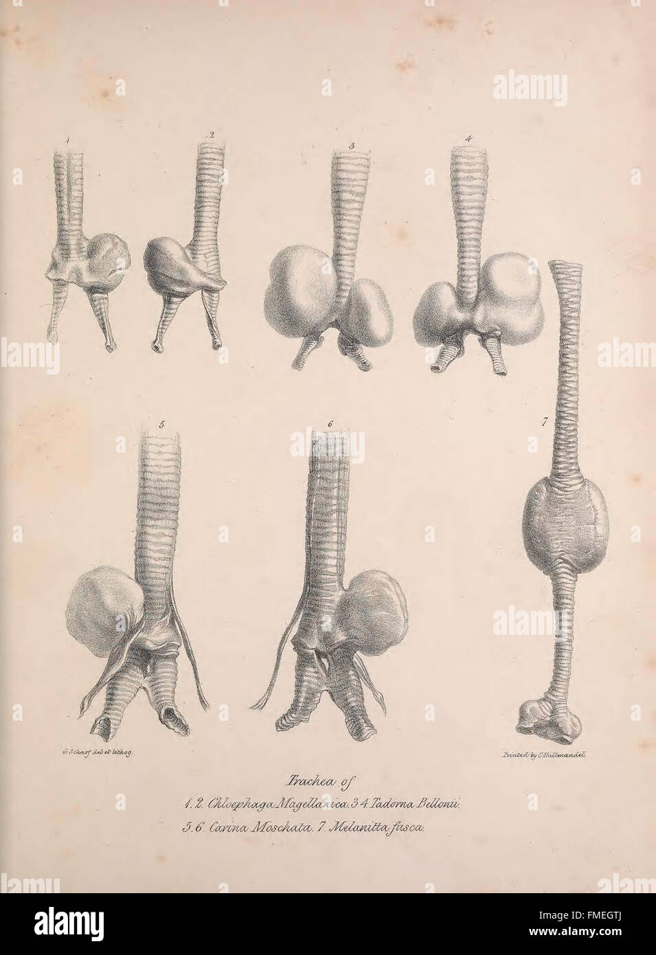 'Osteologia avium' provides a detailed study of bird skeletal ...