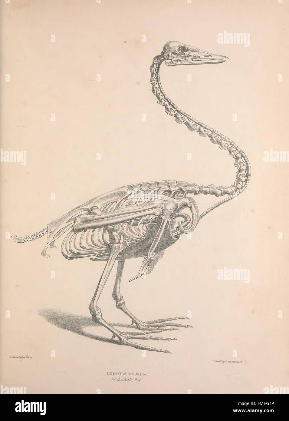 'Osteologia Avium' explores the skeletal structure of birds, providing ...