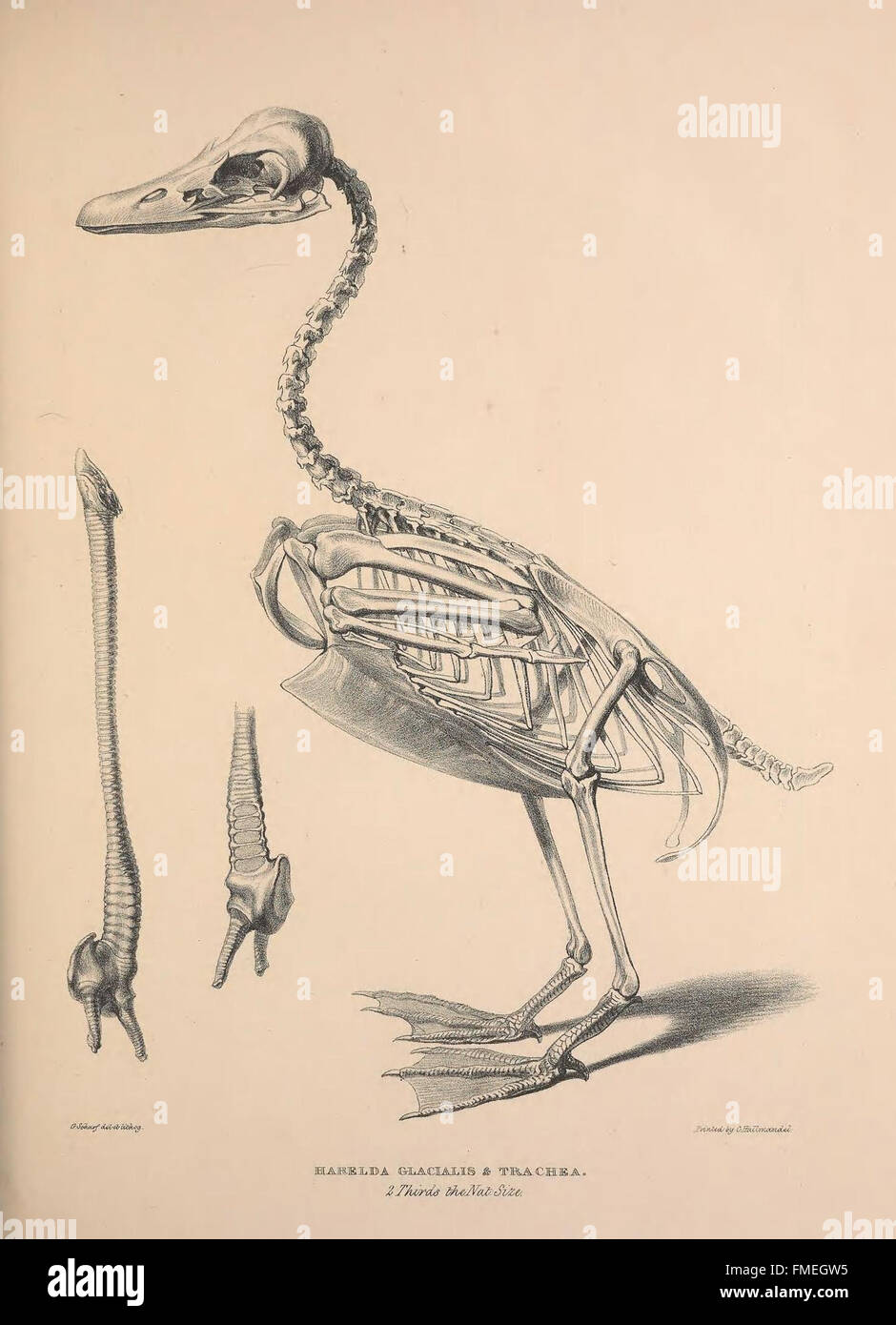 This work focuses on the osteology (bone structure) of birds, providing ...