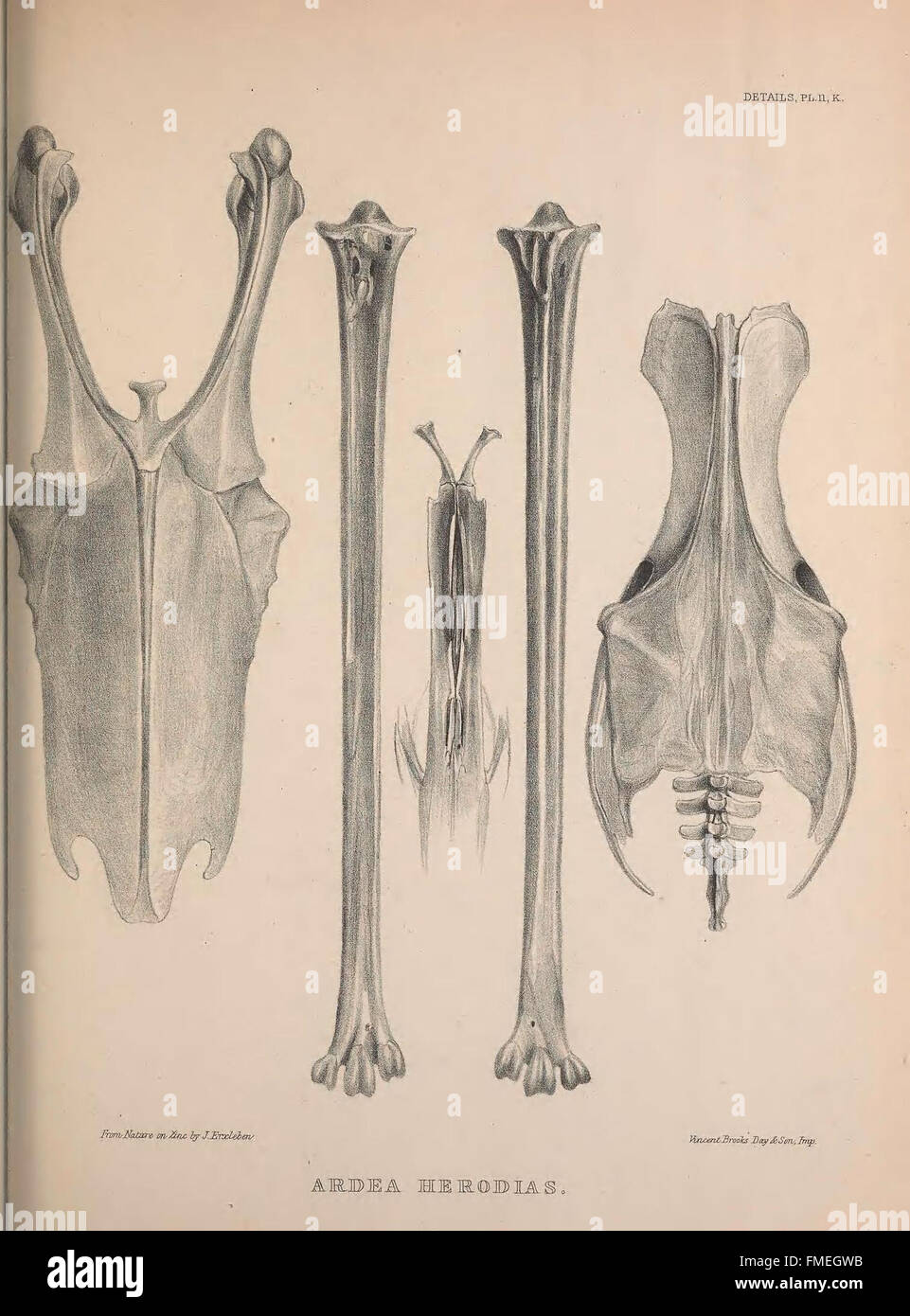 This plate from 'Osteologia Avium' offers detailed illustrations of ...
