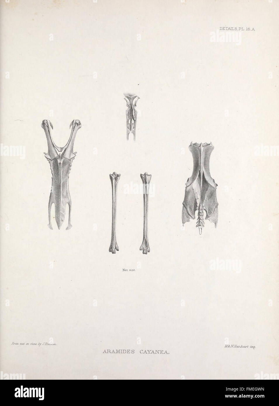 'Osteologia Avium' focuses on the skeletal structure of birds. Plate 16 ...