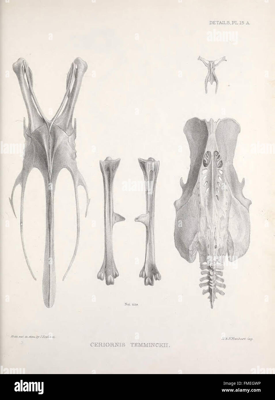 Plate 15.A from 'Osteologia Avium' provides a detailed anatomical study ...