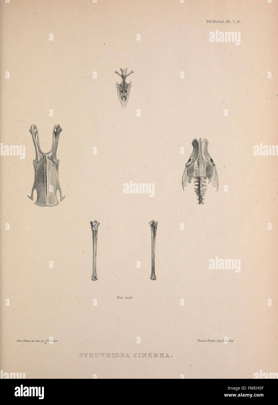 An anatomical study of bird skeletons, providing a detailed sketch of ...