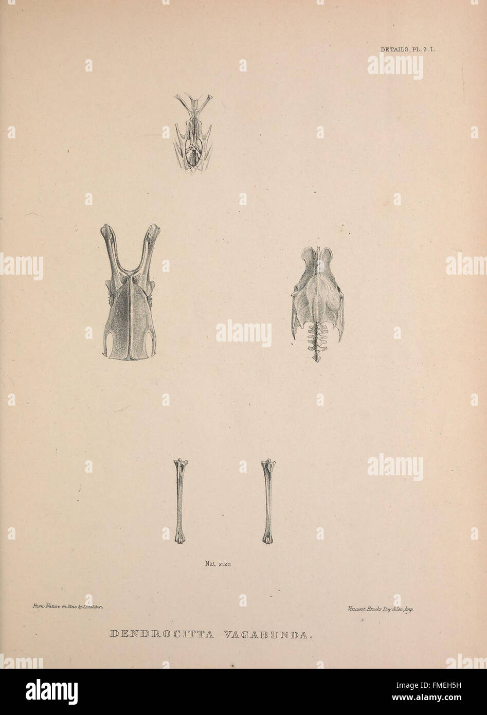 This plate illustrates the skeletal structure of birds, focusing on the ...