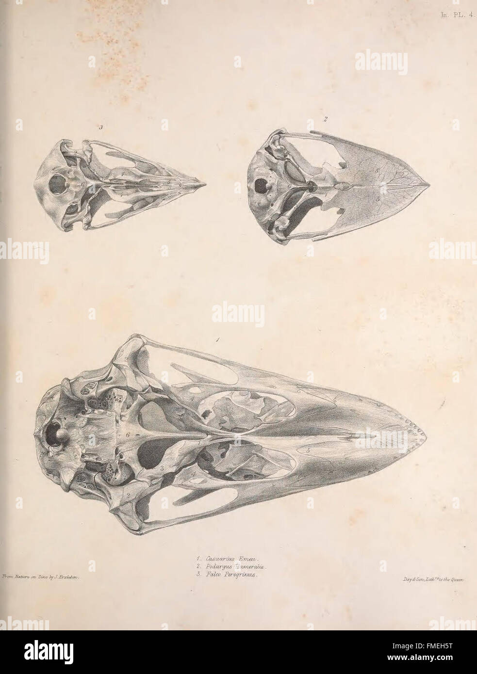 Plate 4 from 'Osteologia Avium' illustrates bird skeletal structures ...