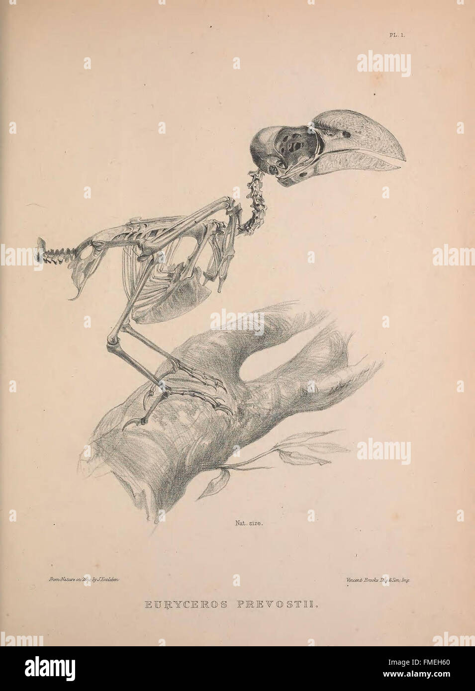 Plate 1 from 'Osteologia Avium' offers a detailed illustration and ...