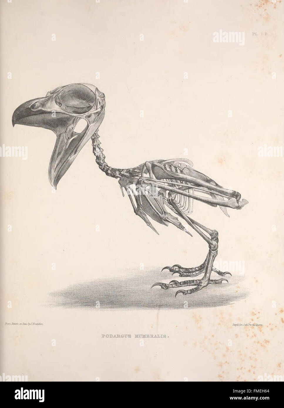 'Osteologia Avium' provides an in-depth study of bird skeletal ...