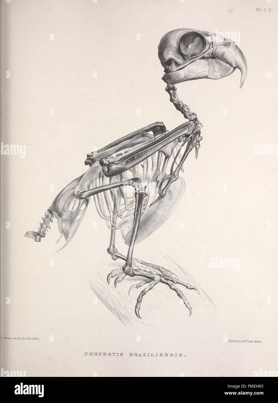 Plate 1.C from 'Osteologia avium' provides an in-depth look at the ...