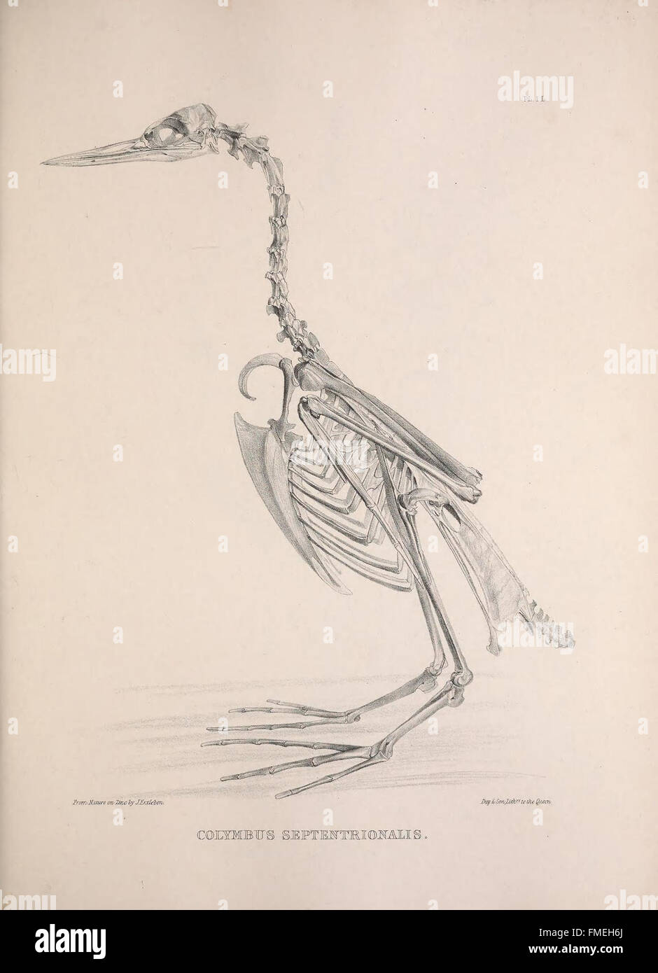 This plate provides detailed illustrations of the skeletal structures ...