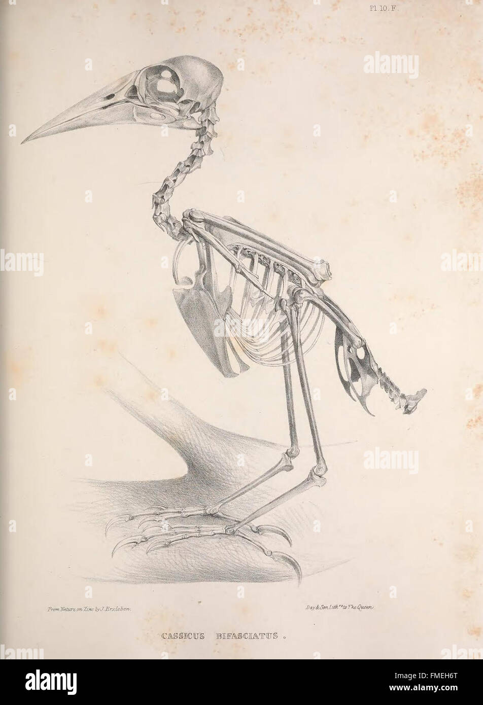 Plate 10.F from 'Osteologia Avium' offers a detailed anatomical ...