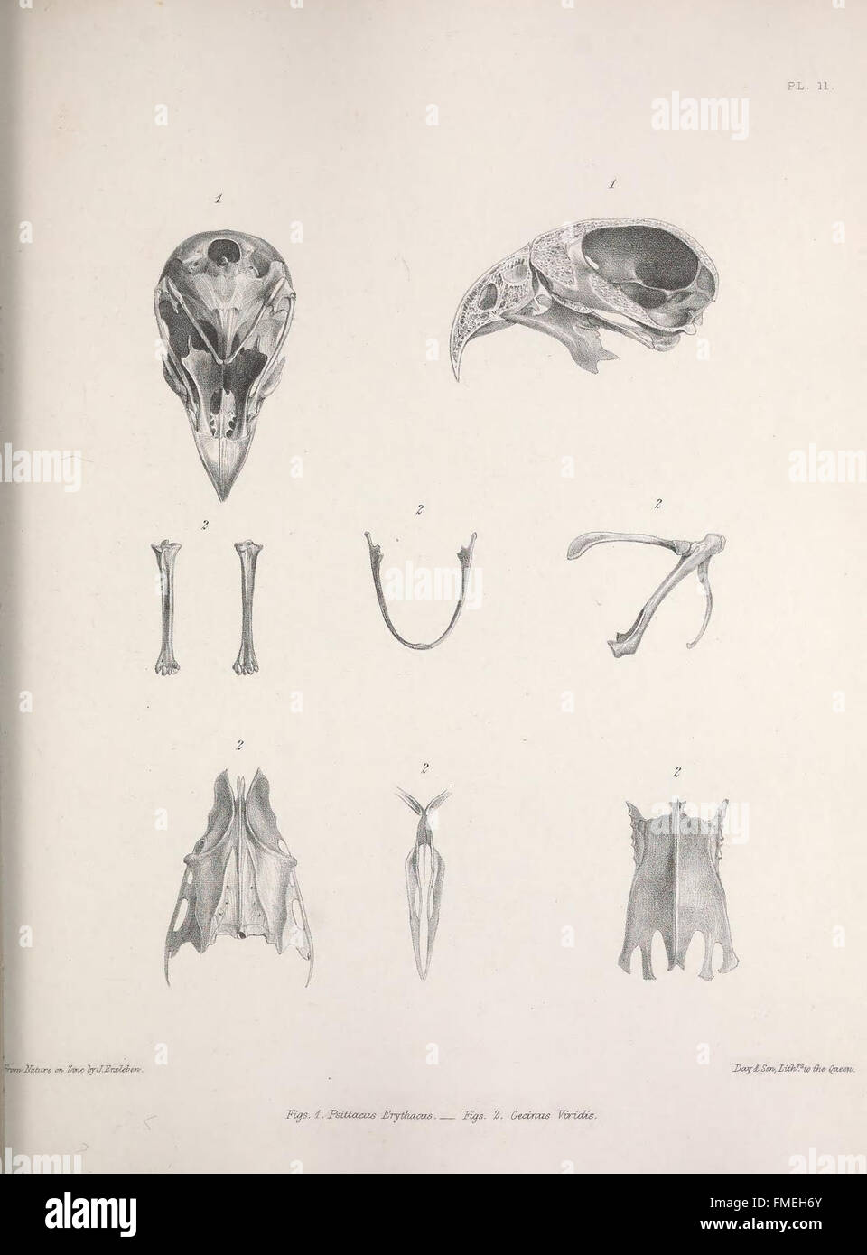 Plate 11 from 'Osteologia Avium' illustrates the skeletal structure of ...