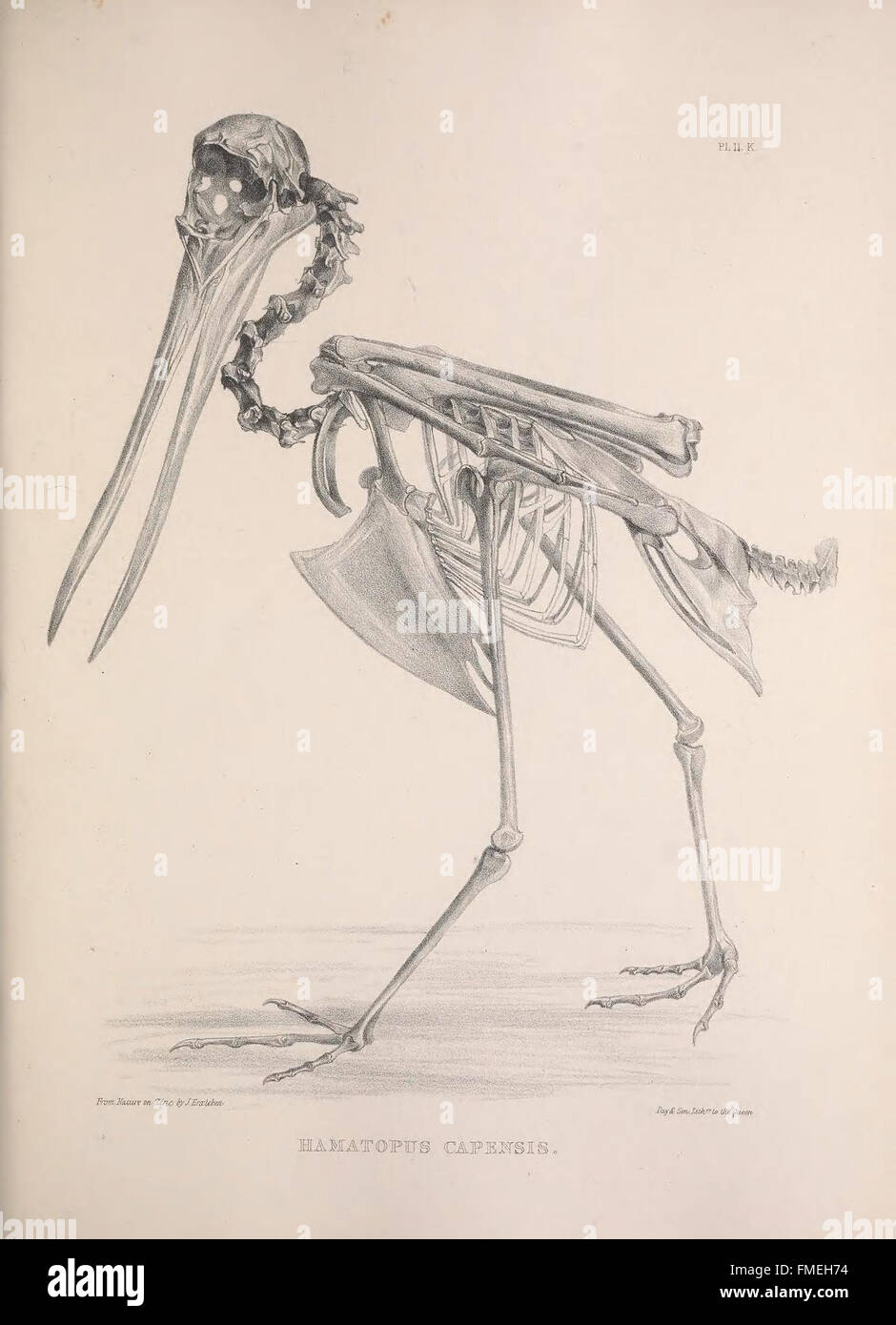 Plate 11.K from 'Osteologia Avium' illustrates the skeletal structure ...