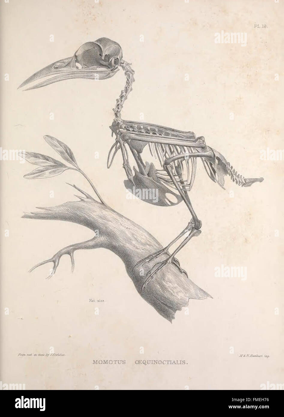 Plate 12 of 'Osteologia Avium' illustrates the skeletal structure of ...