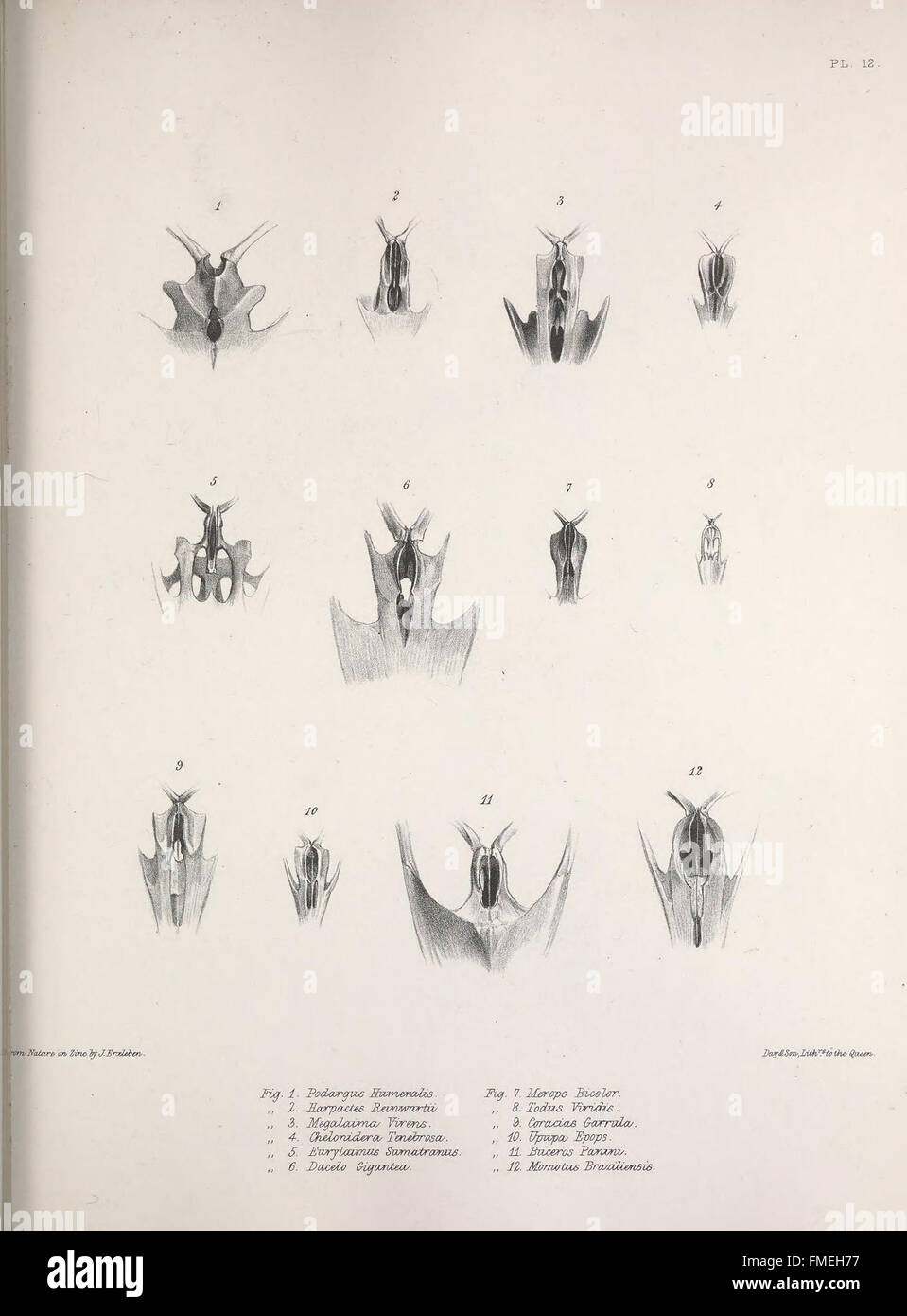 Plate 12 of 'Osteologia Avium' presents detailed anatomical ...