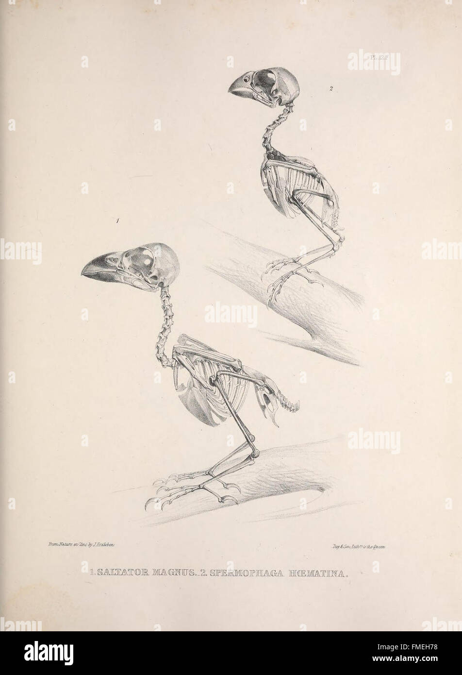 Plate 12.F from 'Osteologia Avium' presents detailed sketches of bird ...