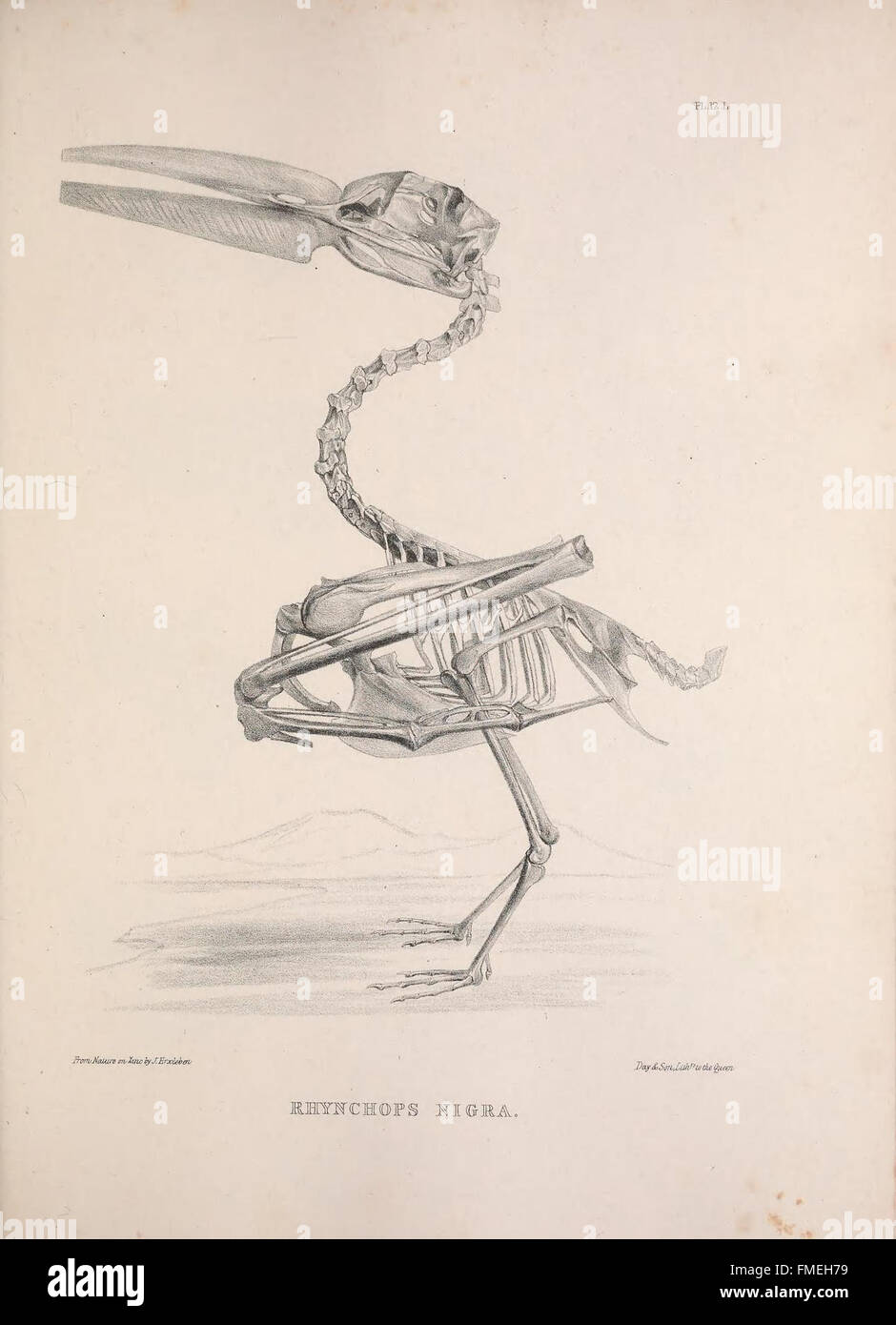 'Osteologia Avium' (PL. 12.L) is a study of bird skeletal structure ...