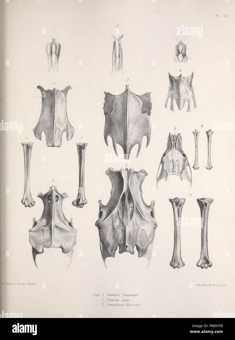Plate 13 from 'Osteologia avium' illustrates the skeletal structure of ...