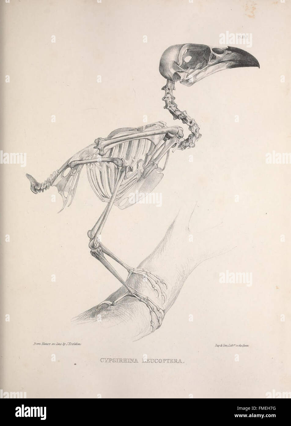 Plate 13.F from Osteologia Avium illustrates the skeletal structure of ...