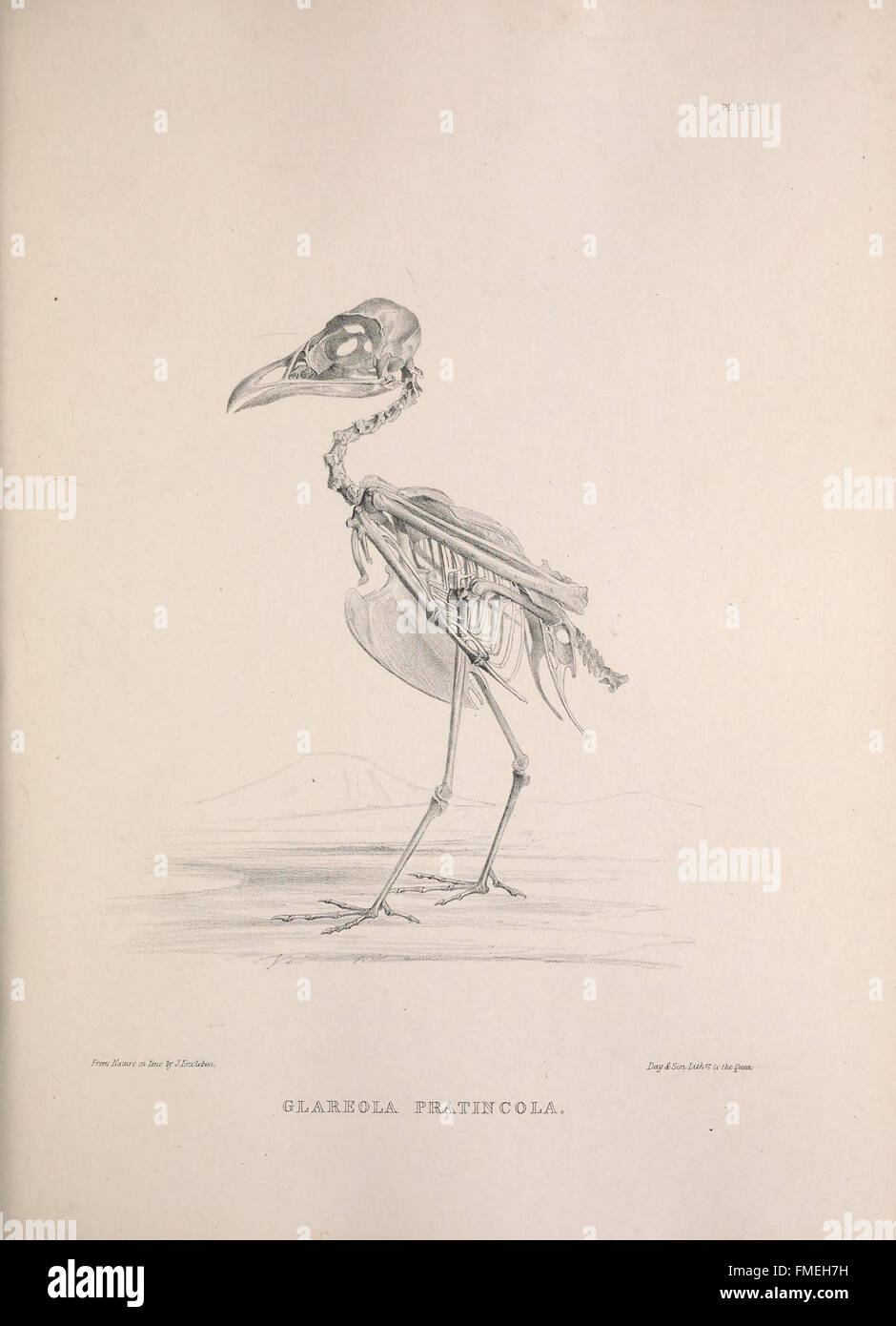 Plate 13.K from 'Osteologia Avium' presents a detailed study of the ...