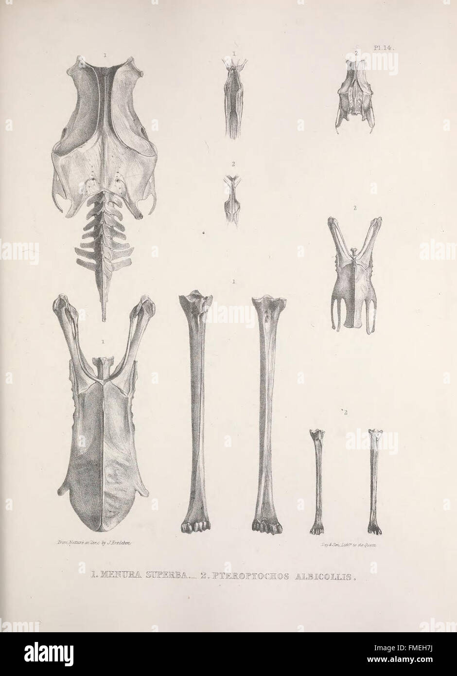 Plate 14 from 'Osteologia Avium' showcases the skeletal structure of ...