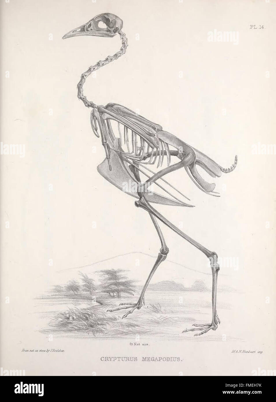 'Osteologia Avium' (PL. 14) presents a study of bird skeletons ...