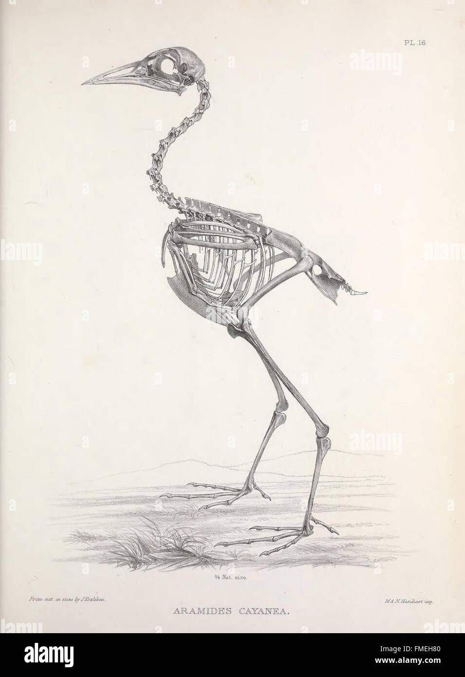 'Osteologia Avium' (PL. 16) offers a detailed study of the skeletal ...