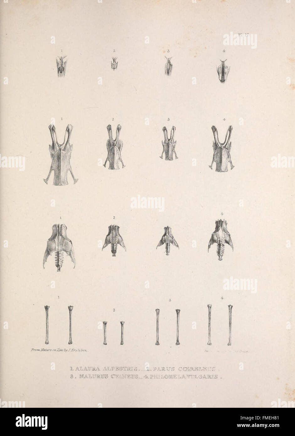 Plate 17 from 'Osteologia Avium' presents a detailed study of bird ...
