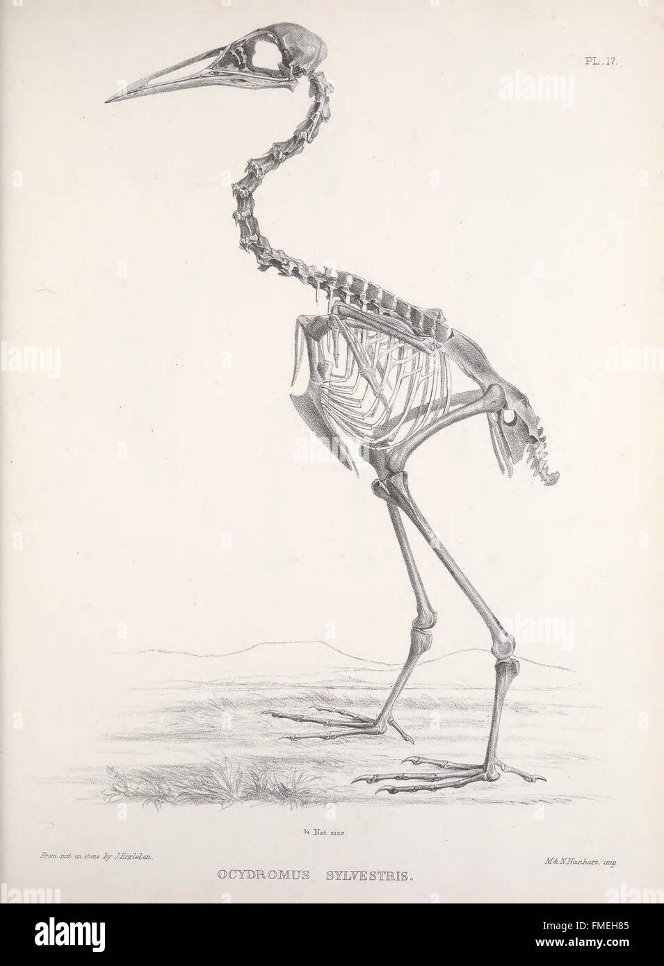 Plate 17 from *Osteologia Avium* presents a detailed study of bird ...