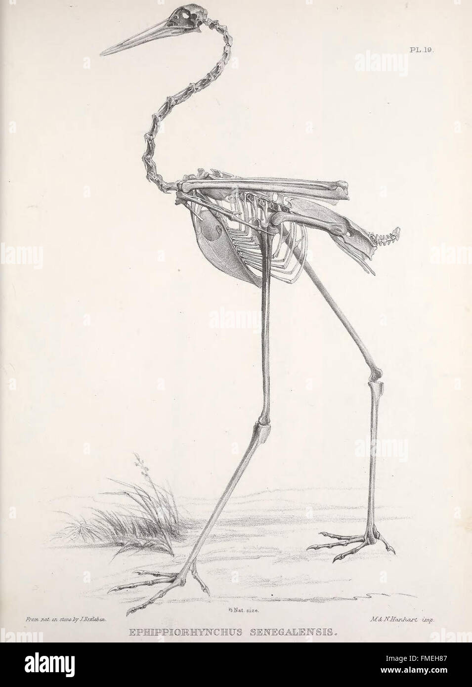 'Osteologia Avium' presents an anatomical study of birds, focusing on ...