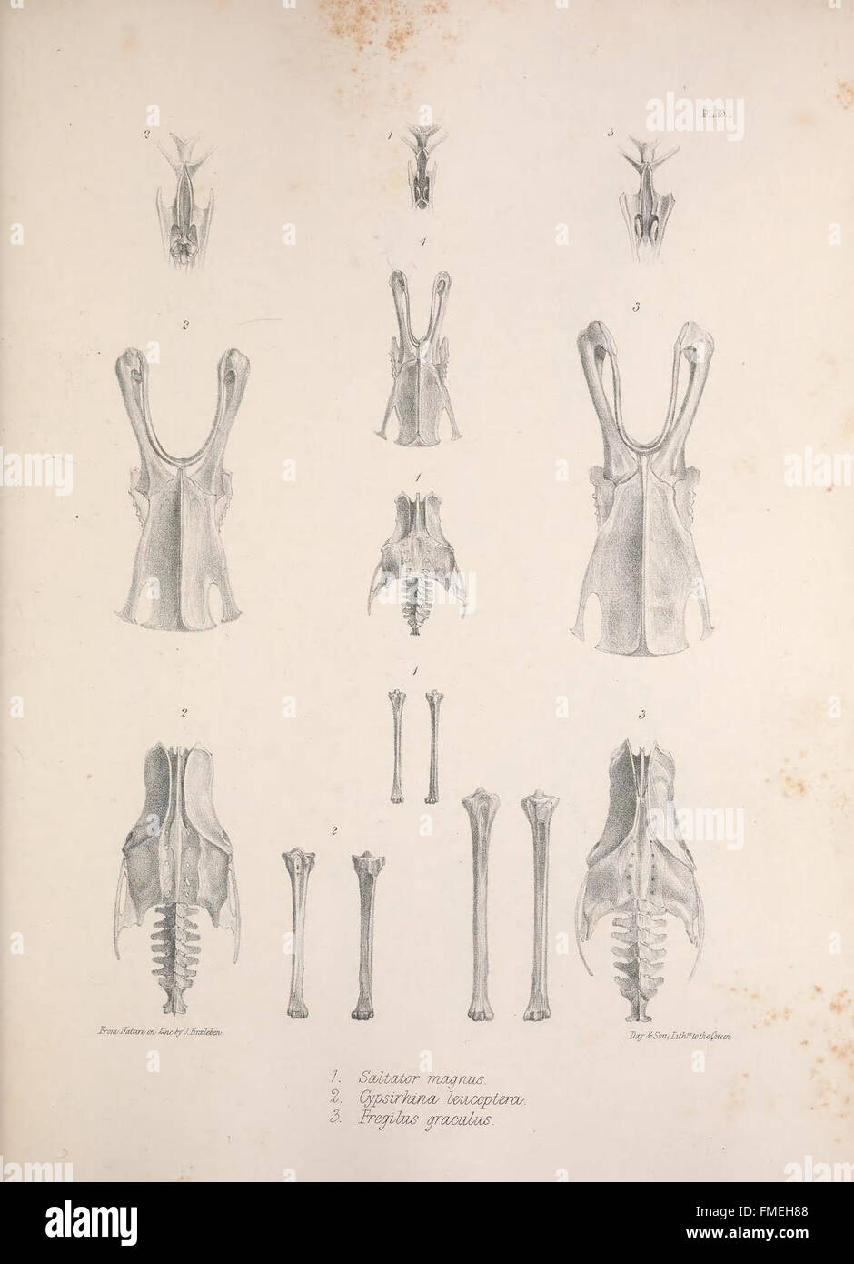 'Osteologia Avium' is a detailed study of bird skeletal anatomy, and ...