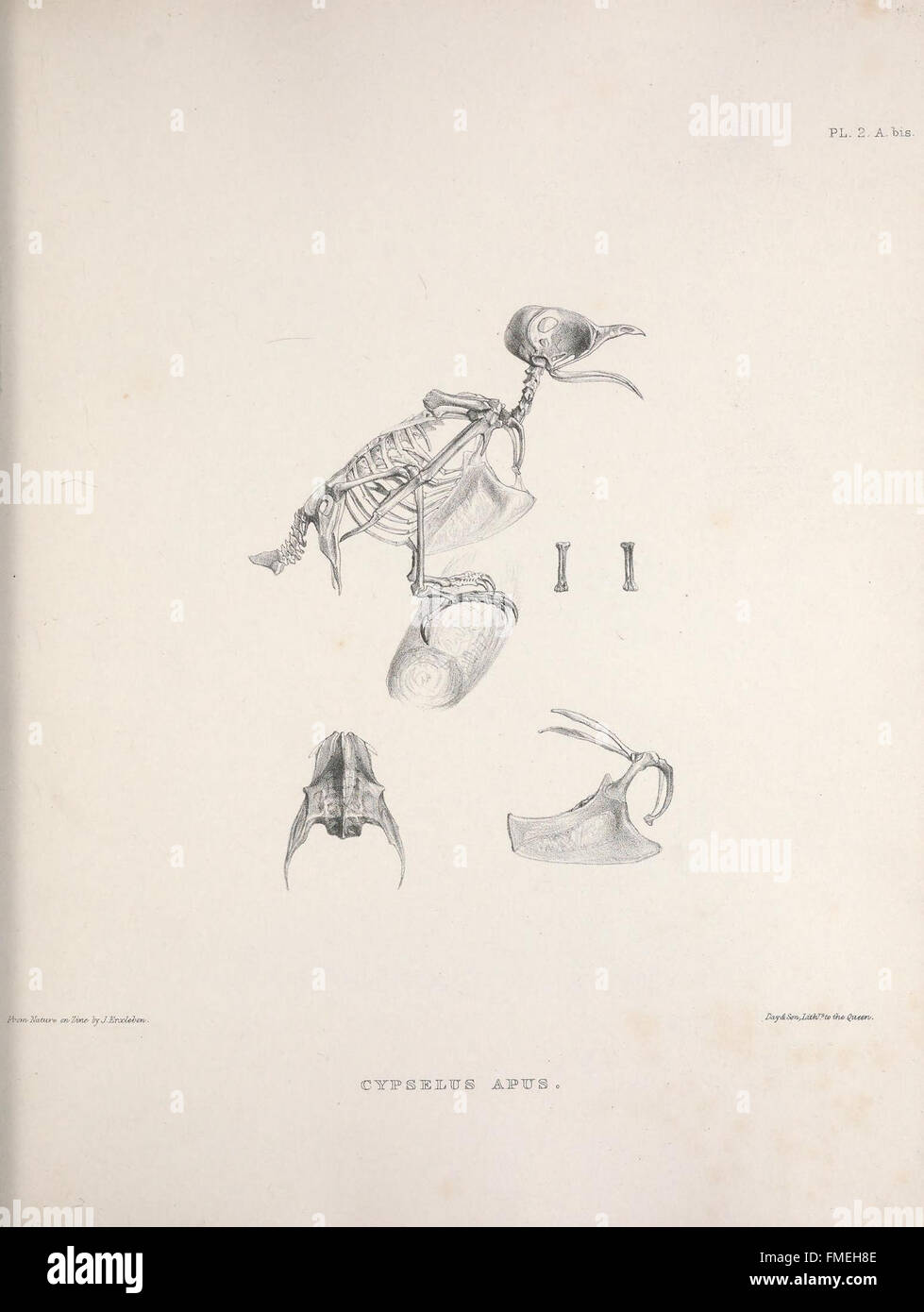 This plate provides an illustration of the skeletal structure of birds ...