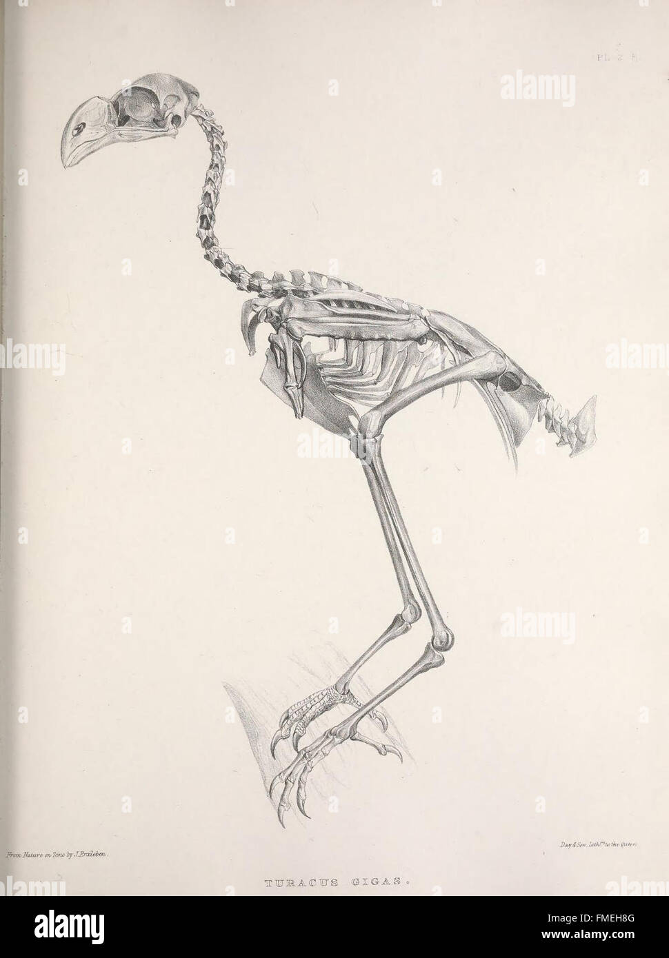 'Osteologia Avium' provides detailed illustrations and descriptions of ...