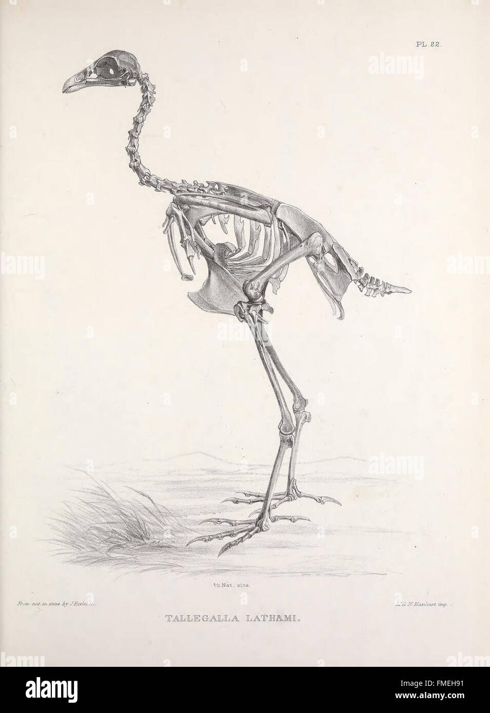 *Osteologia Avium* (PL. 22) presents a detailed study of the skeletal ...