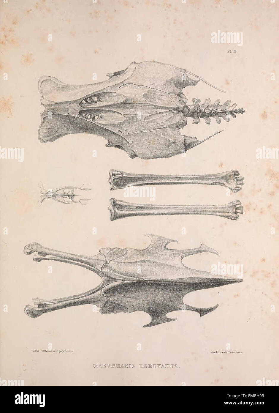 *Osteologia Avium*, or *A Sketch of the Osteology of Birds* (PL. 23 ...