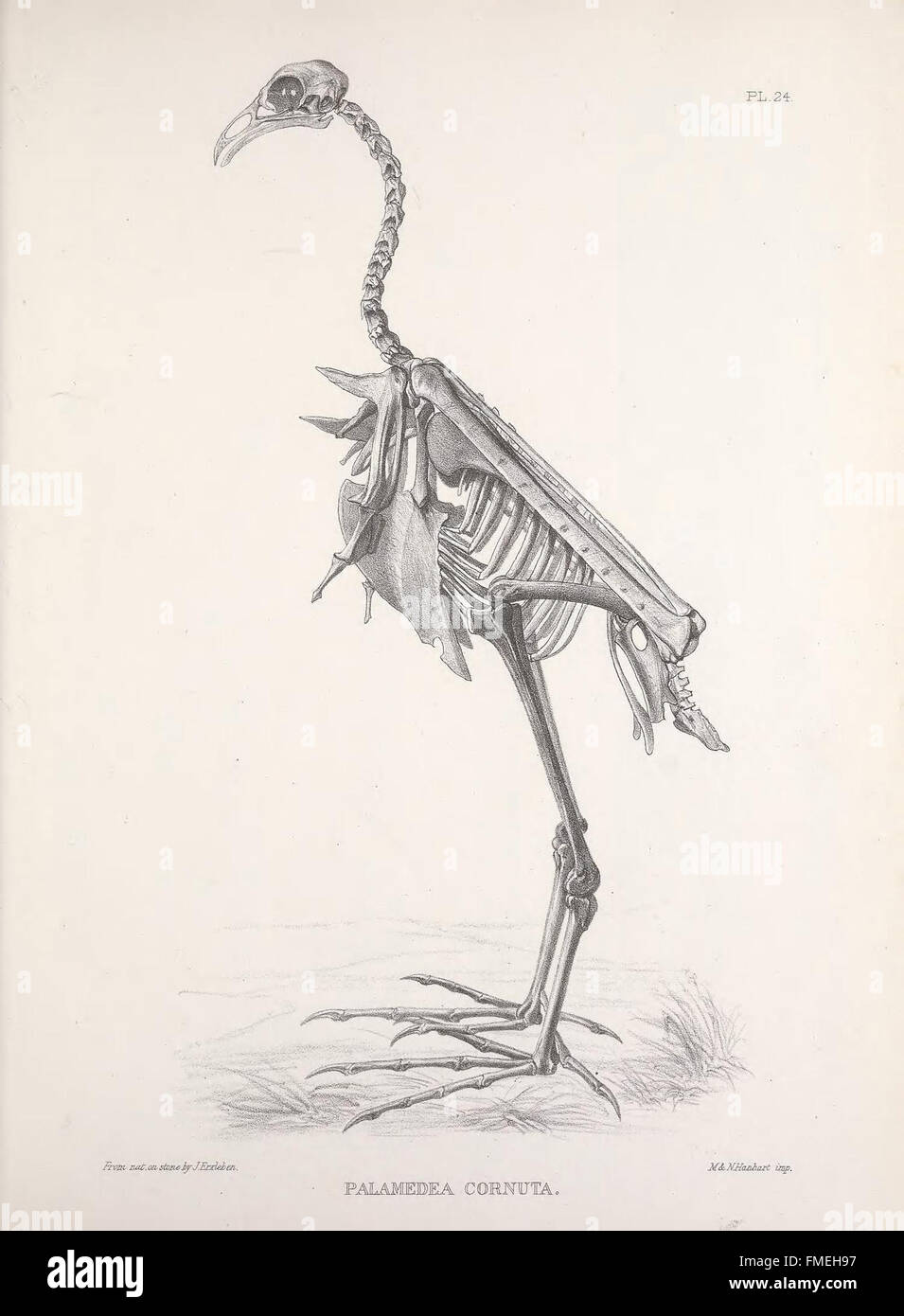 Plate 24 from 'Osteologia Avium' presents a detailed study of avian ...