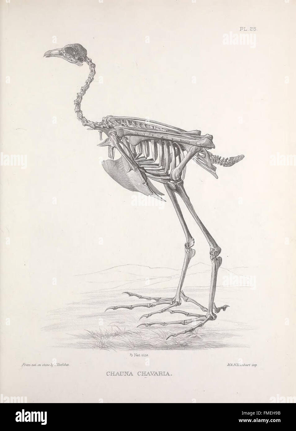 Plate 25 from 'Osteologia avium', depicting the skeletal structure of ...