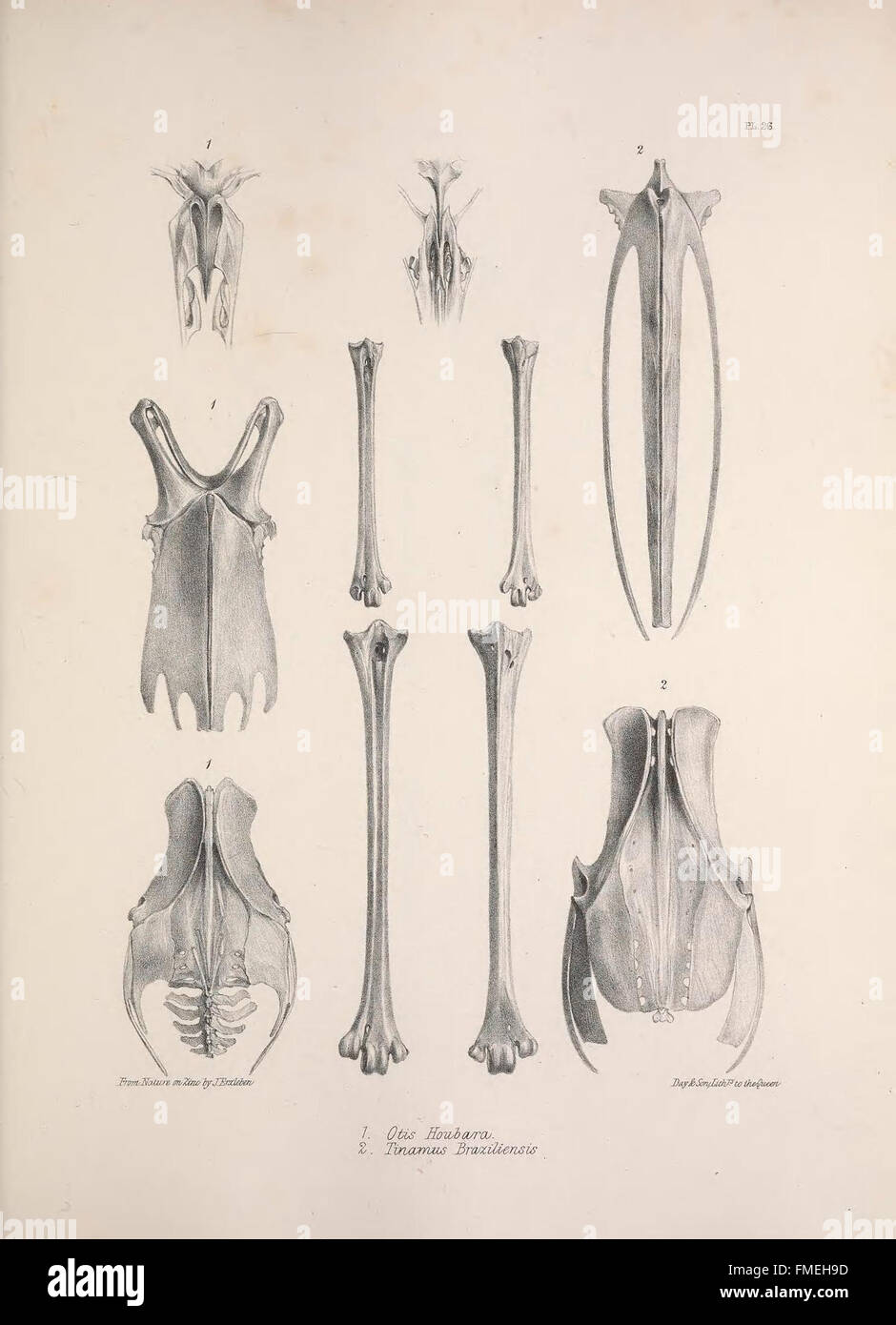 Plate 26 from 'Osteologia Avium' presents the skeletal structure of ...
