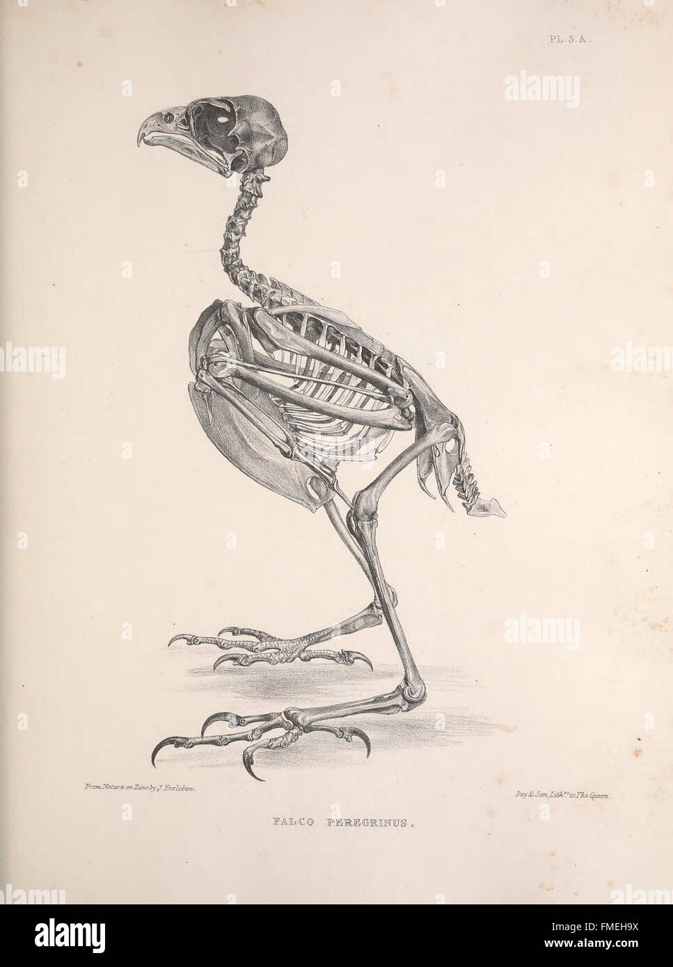 This plate illustrates the skeletal structure of birds, highlighting ...