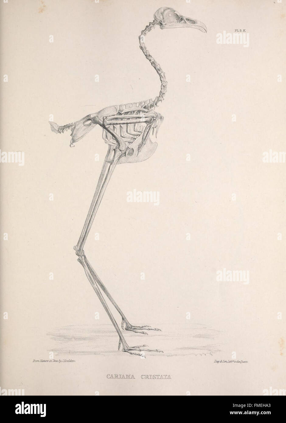 Plate 3.K from 'Osteologia Avium' illustrates the skeletal structure of ...