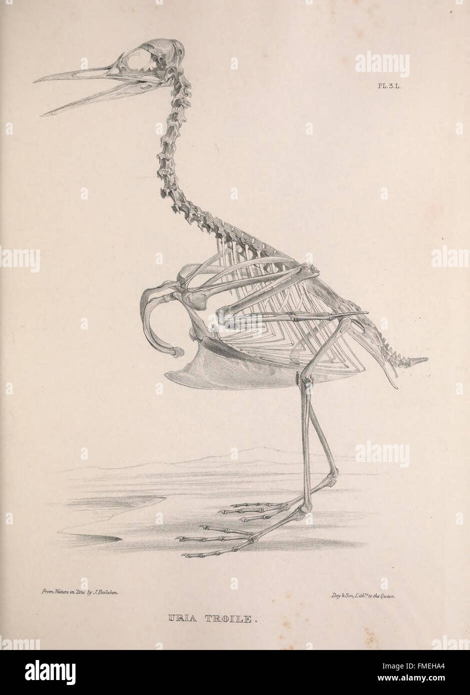 Plate 3.L from 'Osteologia avium' illustrates the skeletal structure of ...