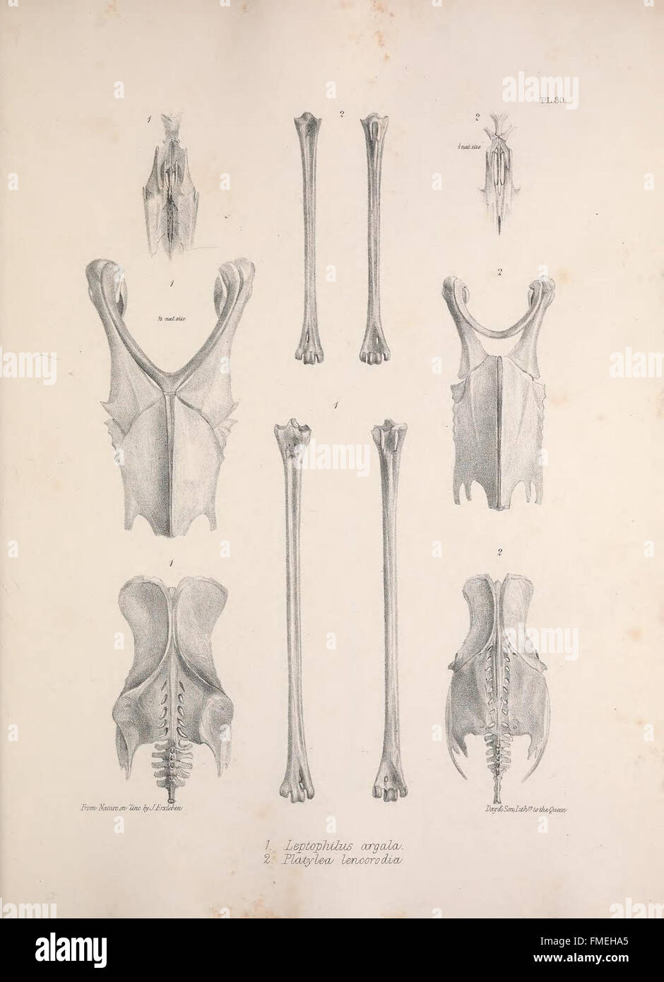 Plate 30 from 'Osteologia avium' illustrates the skeletal structure of ...