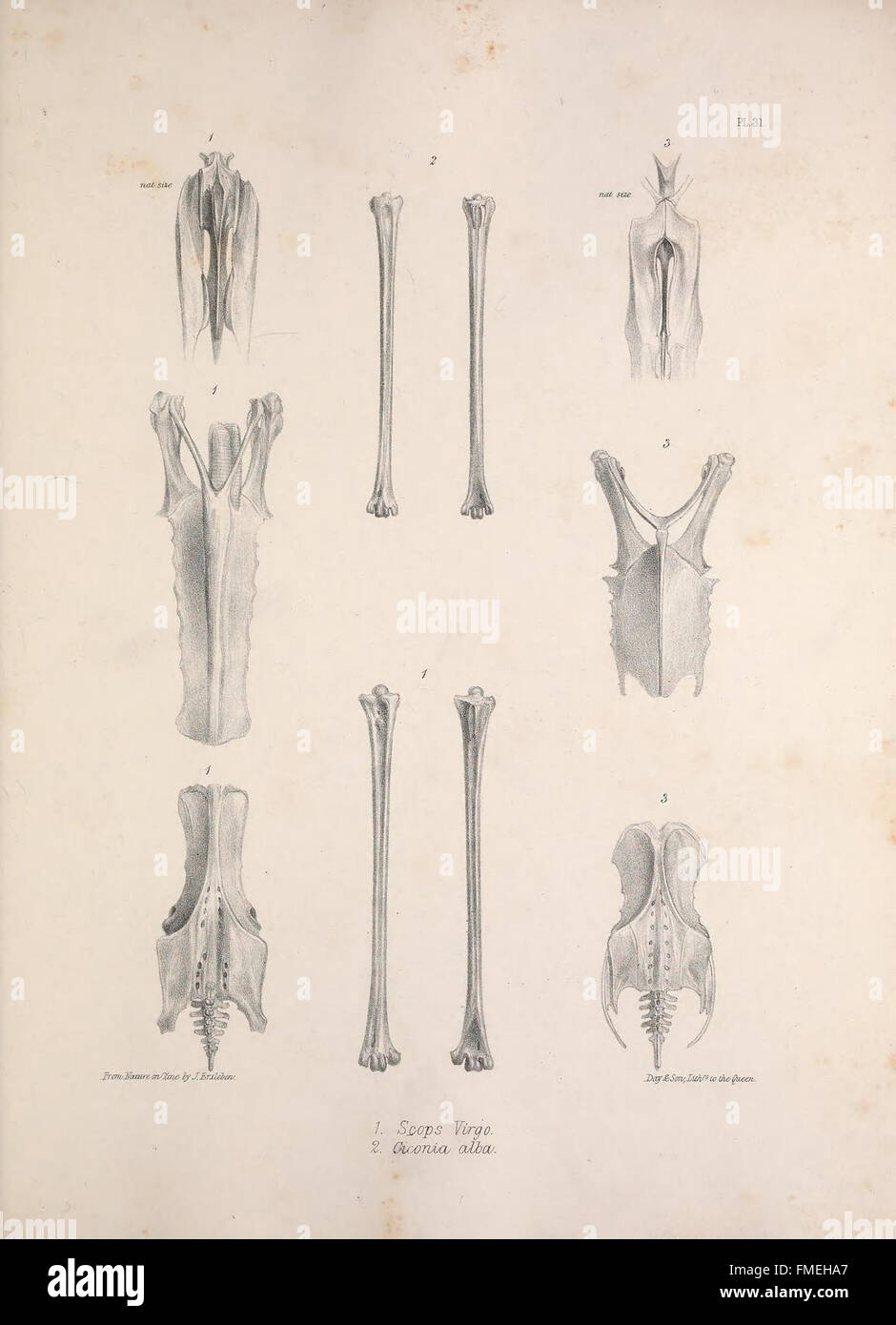 This plate illustrates the skeletal structure of various bird species ...